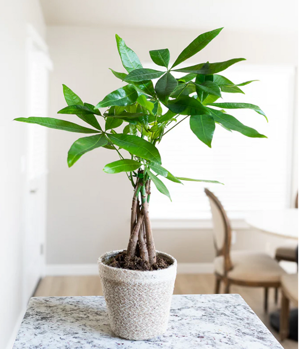 Money Trees: Popular Wedding and Housewarming Gifts - SendPlants