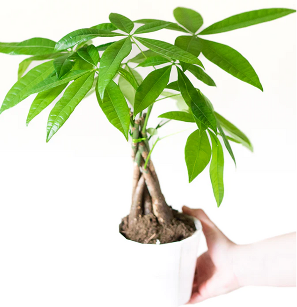 The Meaning Behind the Money Tree - SendPlants
