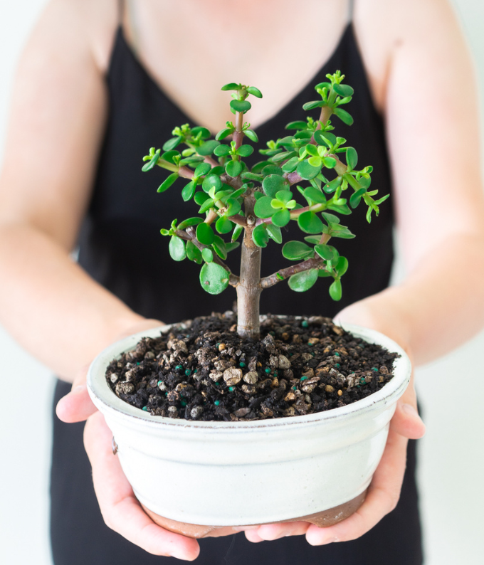 Send Plants | Plants for Delivery