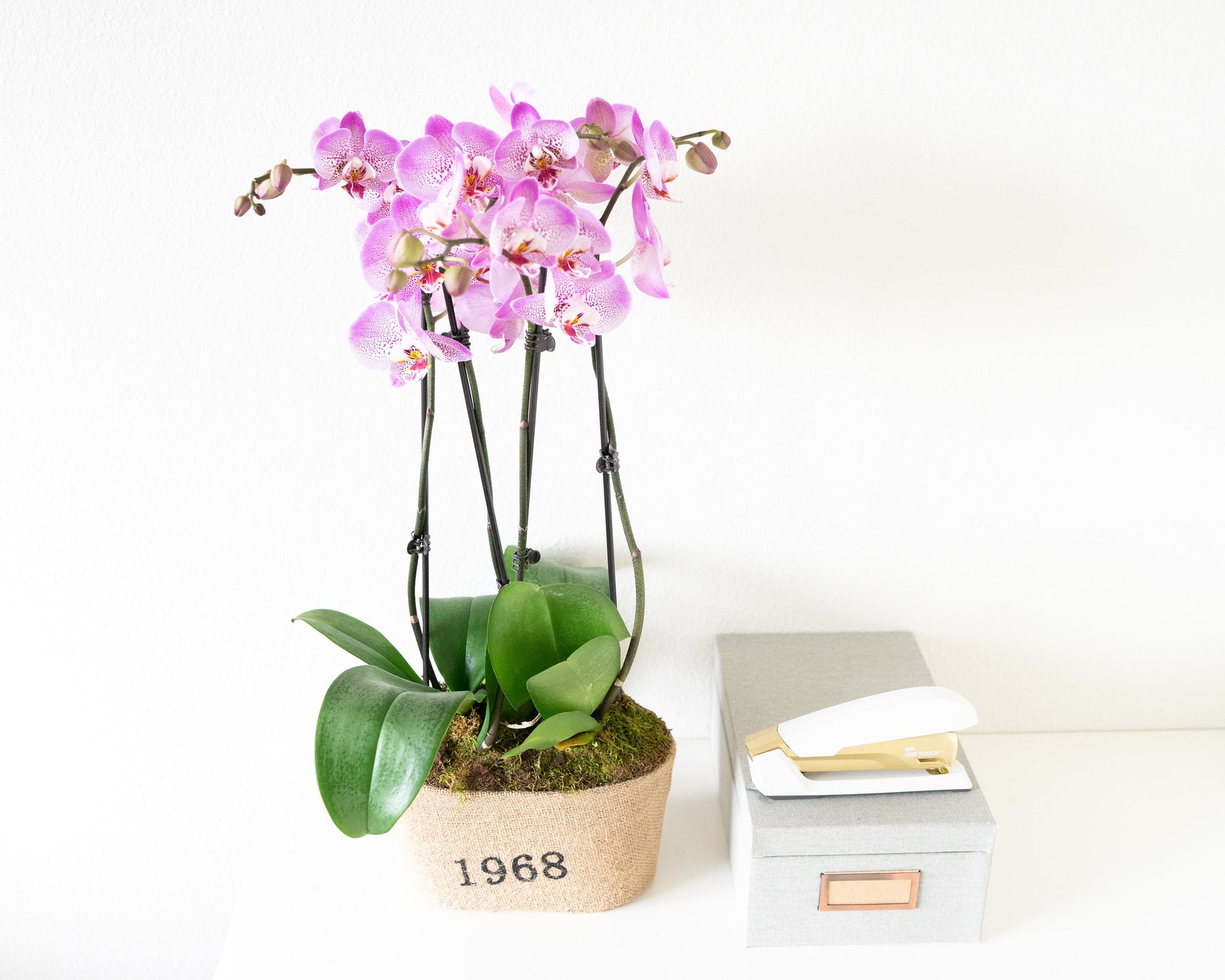 Send Plants | Plants for Delivery