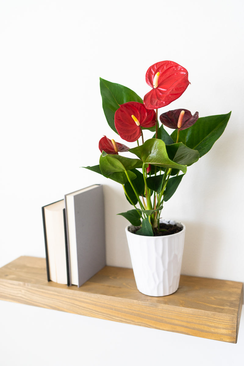 Send Plants | Plants for Delivery