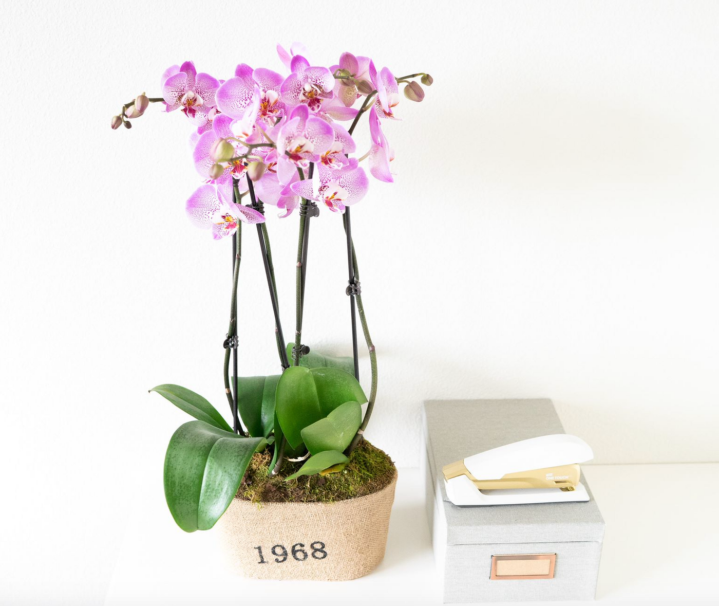 Send Plants | Plants for Delivery