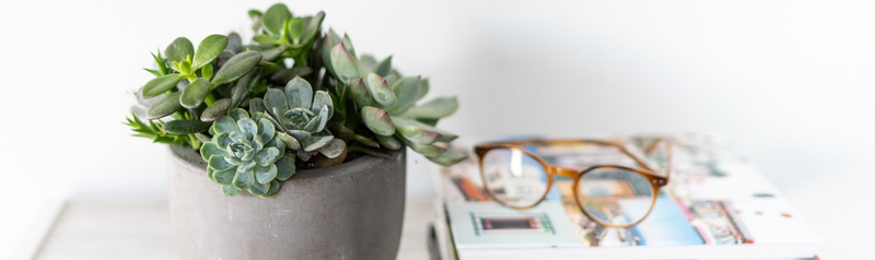 Send Plants | Plants for Delivery