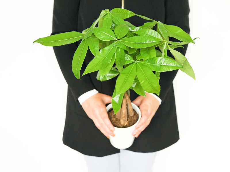 Send Plants | Plants for Delivery