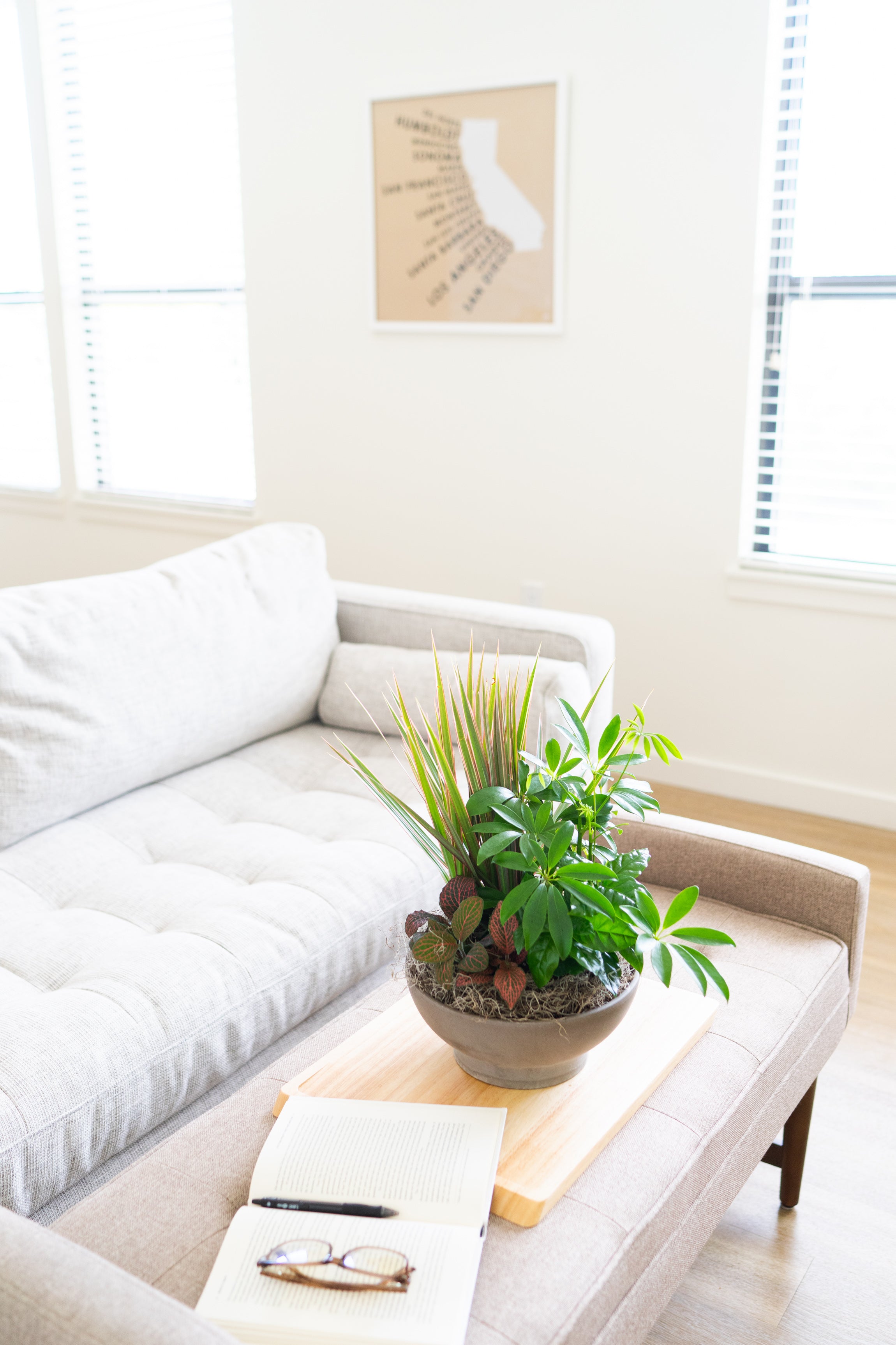 Send Plants | Plants for Delivery