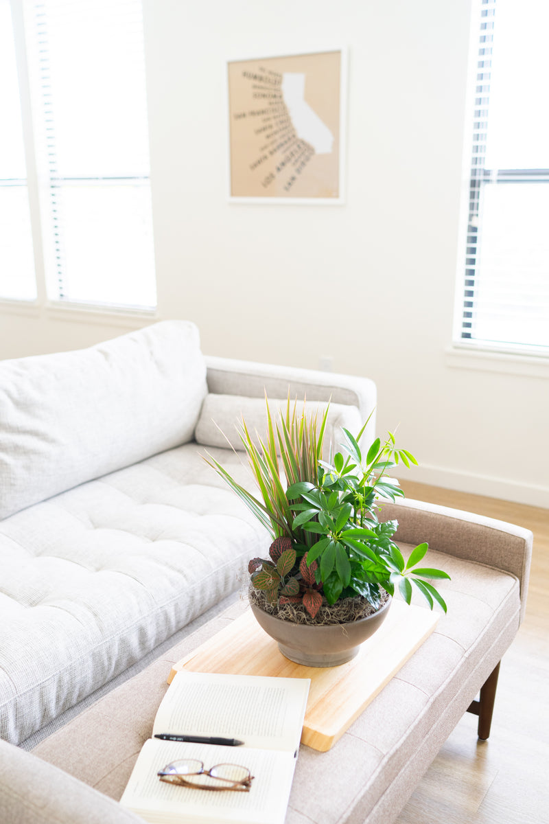 Send Plants | Plants for Delivery