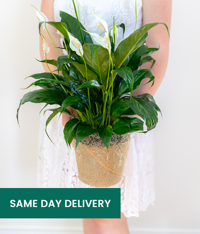 Same Day Plant Delivery - SendPlants