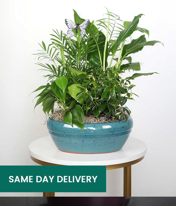 Same Day Plant Delivery - SendPlants