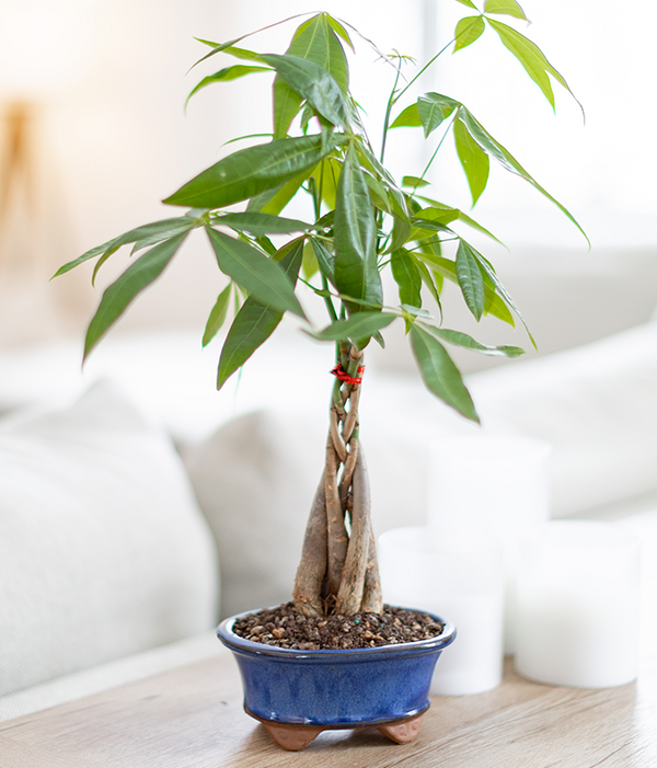 Money Tree Bonsai - SendPlants