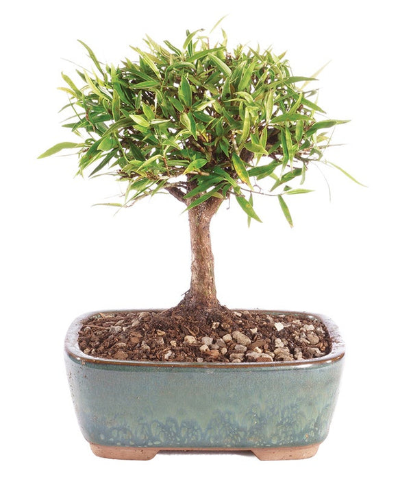 Narrow Leaf Ficus Bonsai Planter - SendPlants