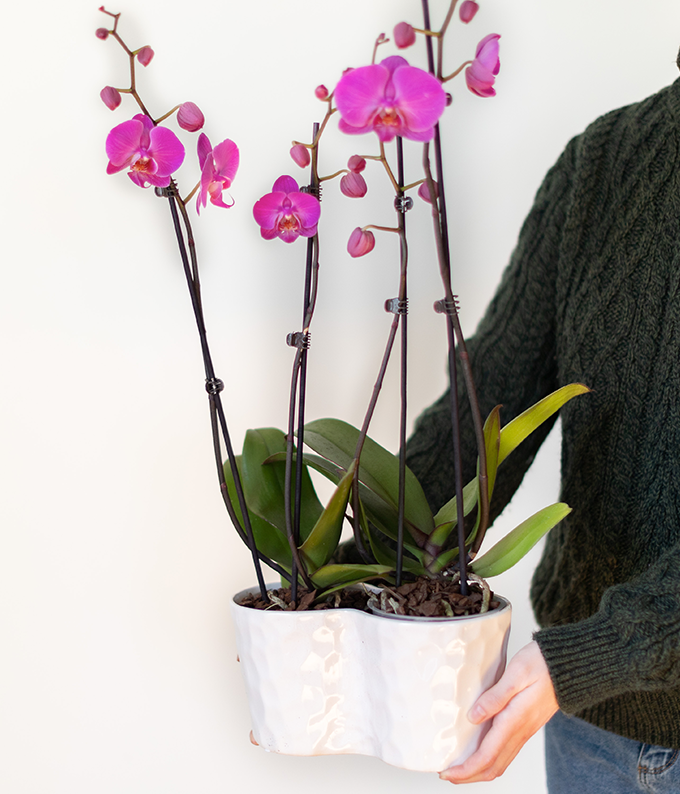 Orchid Delivery - SendPlants