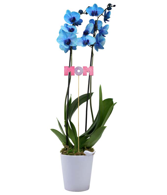 Collections - SendPlants