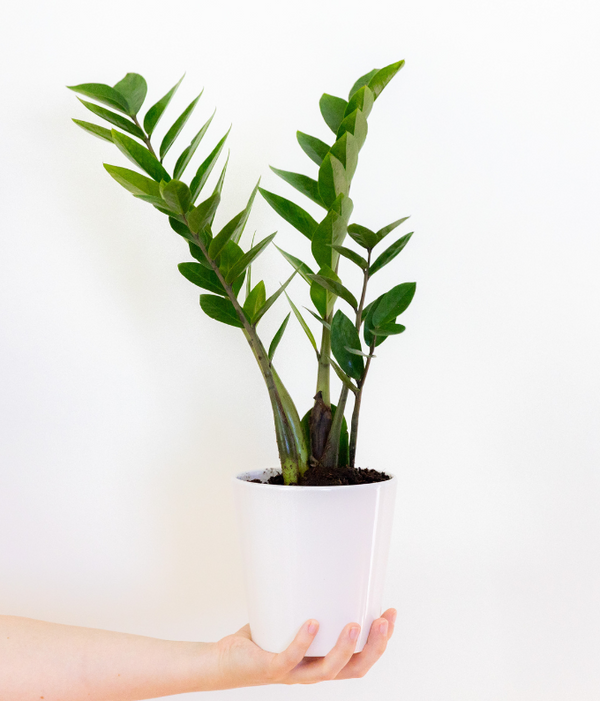 Modern Plants - SendPlants