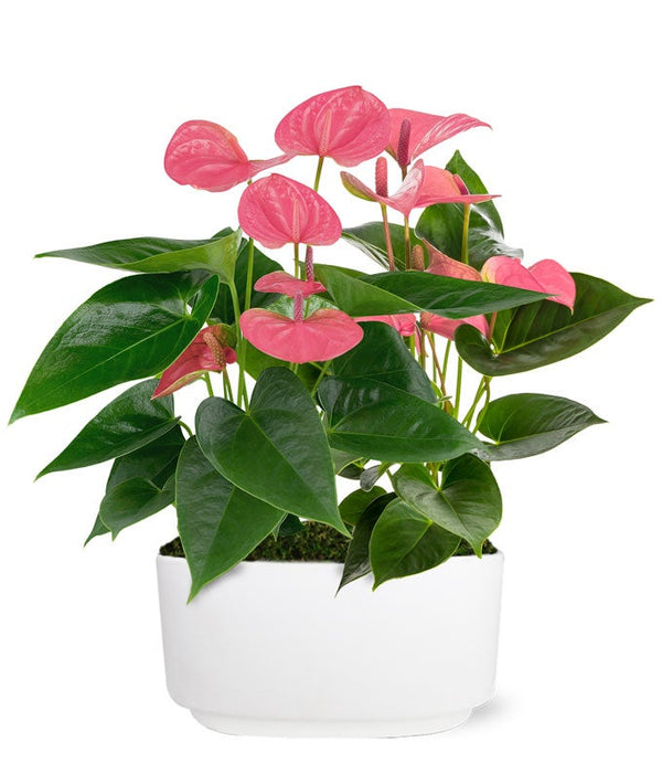 Pretty & Pink Anthuriums - SendPlants