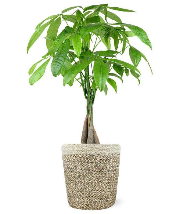 Potted Money Tree - SendPlants