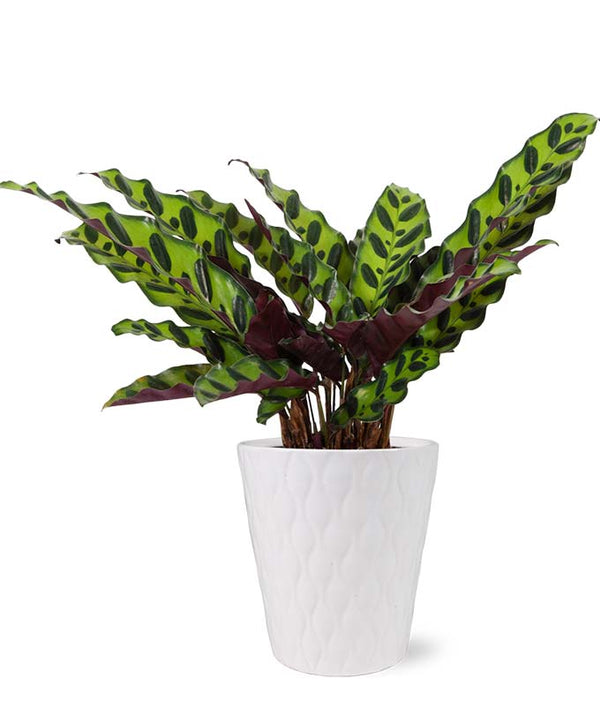 Rattlesnake Calathea Potted House Plant - SendPlants