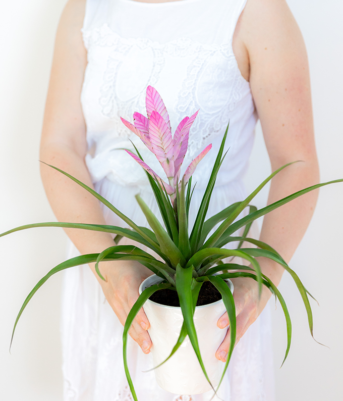 Send Plants | Plants for Delivery