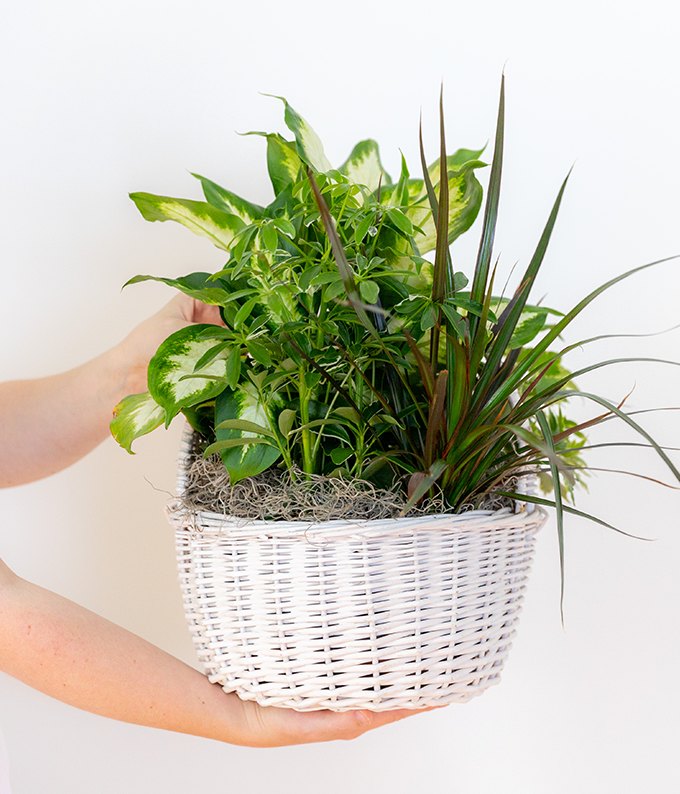 Best Selling Plants for Delivery - SendPlants