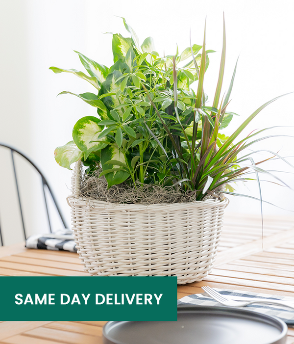 Green Garden Basket - SendPlants
