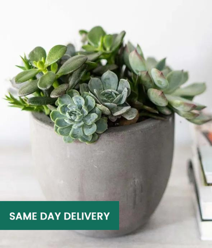 Succulent Delivery - SendPlants